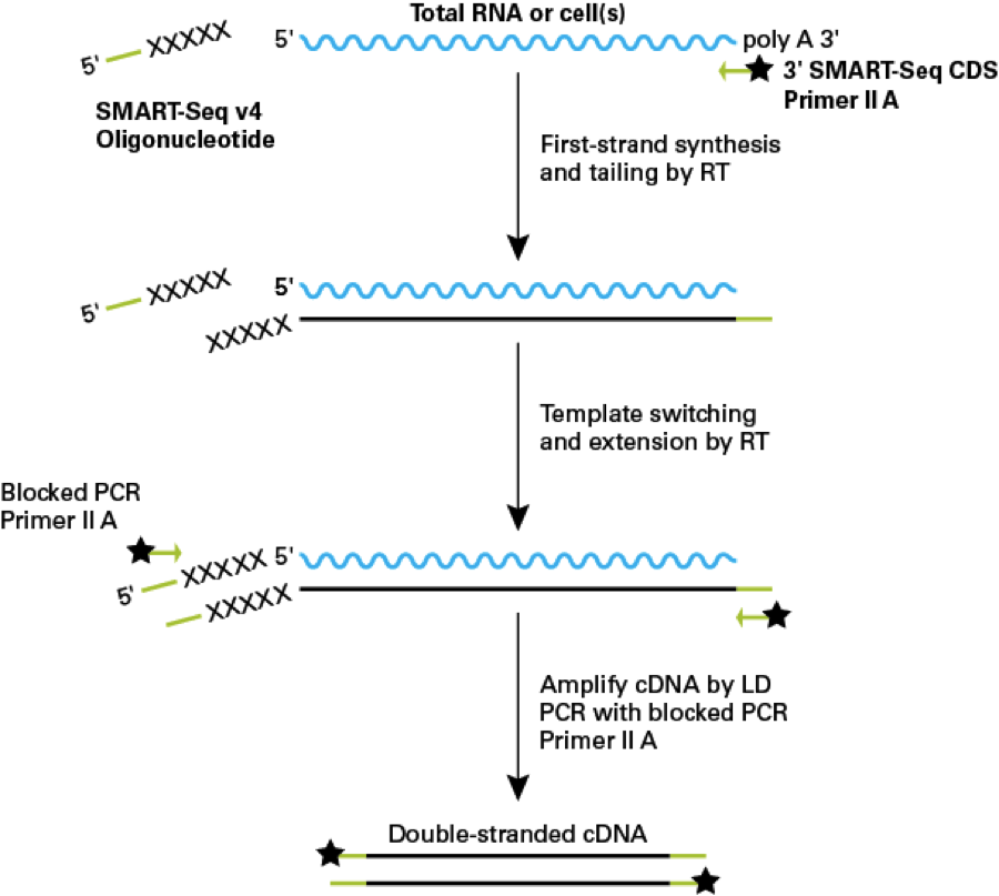 Preparing single cell library for cheap – RNA-seq: Protocols that Work!