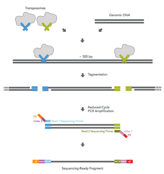 Preparing single cell library for cheap – RNA-seq: Protocols that Work!